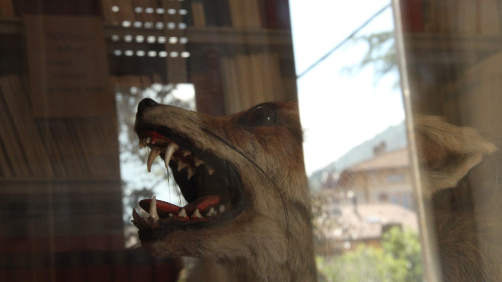 Animagus – Museo delle Grigne