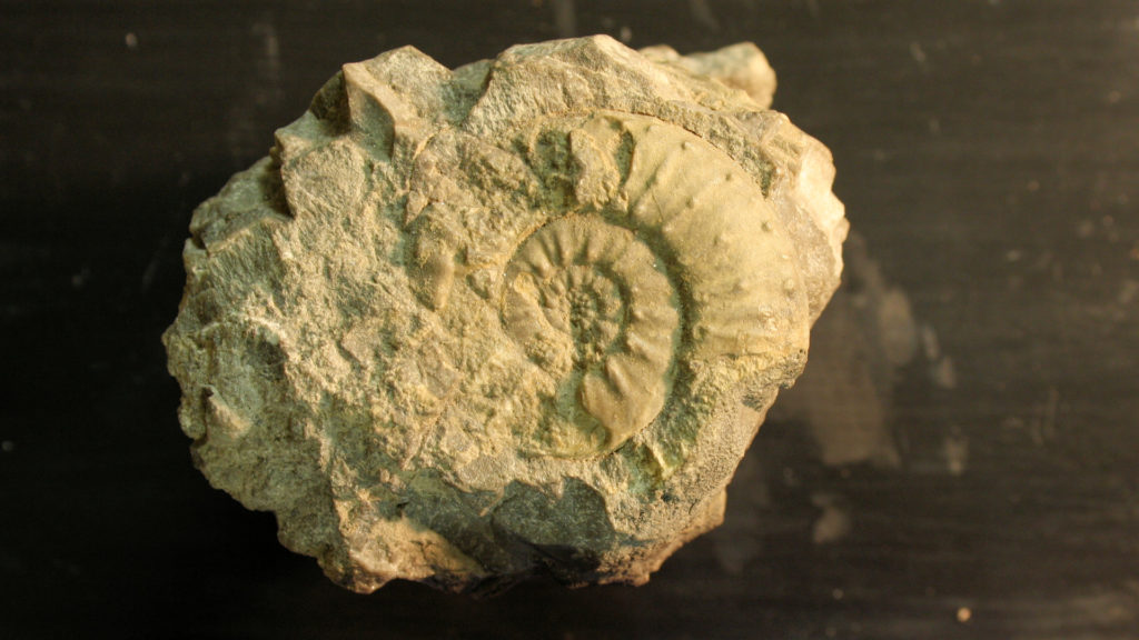 I fossili – Museo delle Grigne